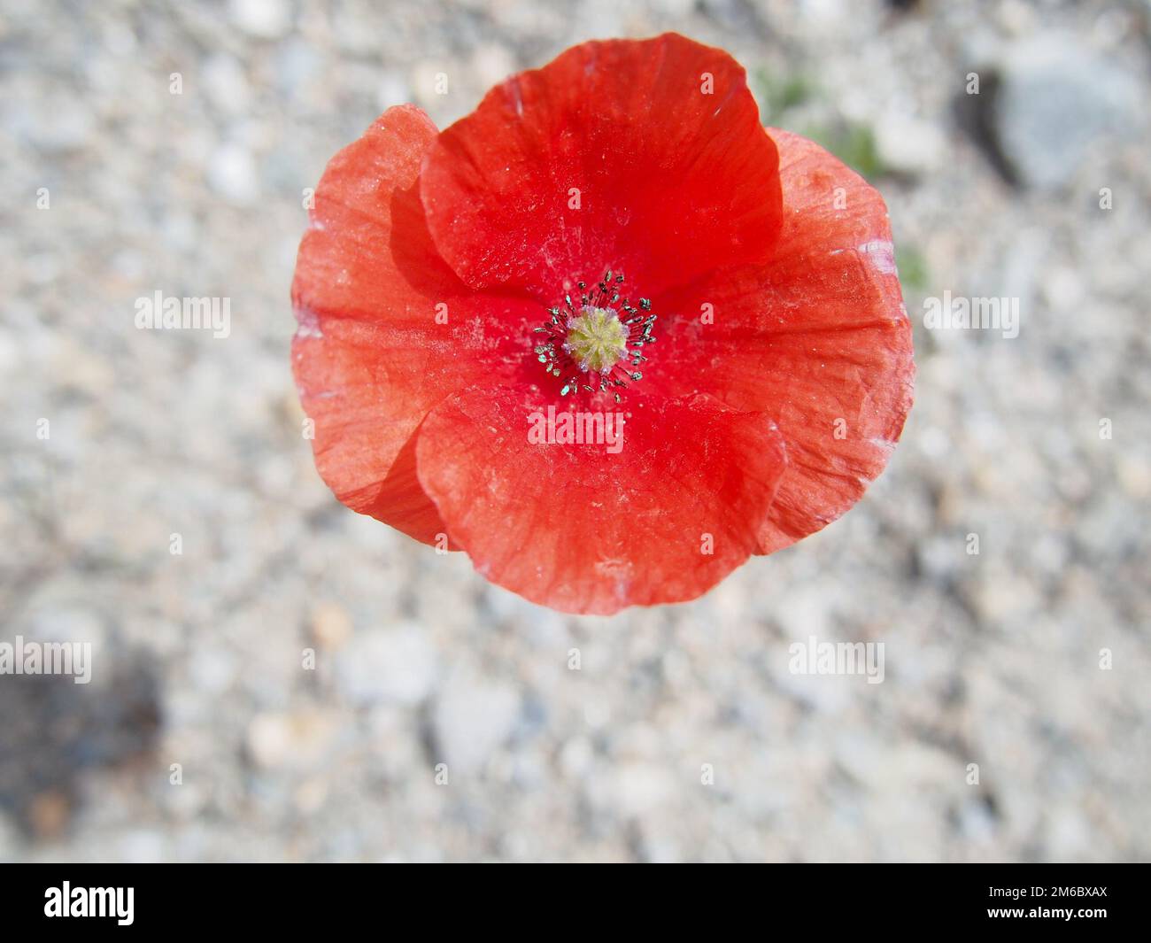 Single Red Poppy Growing Wild Stock Photo - Alamy