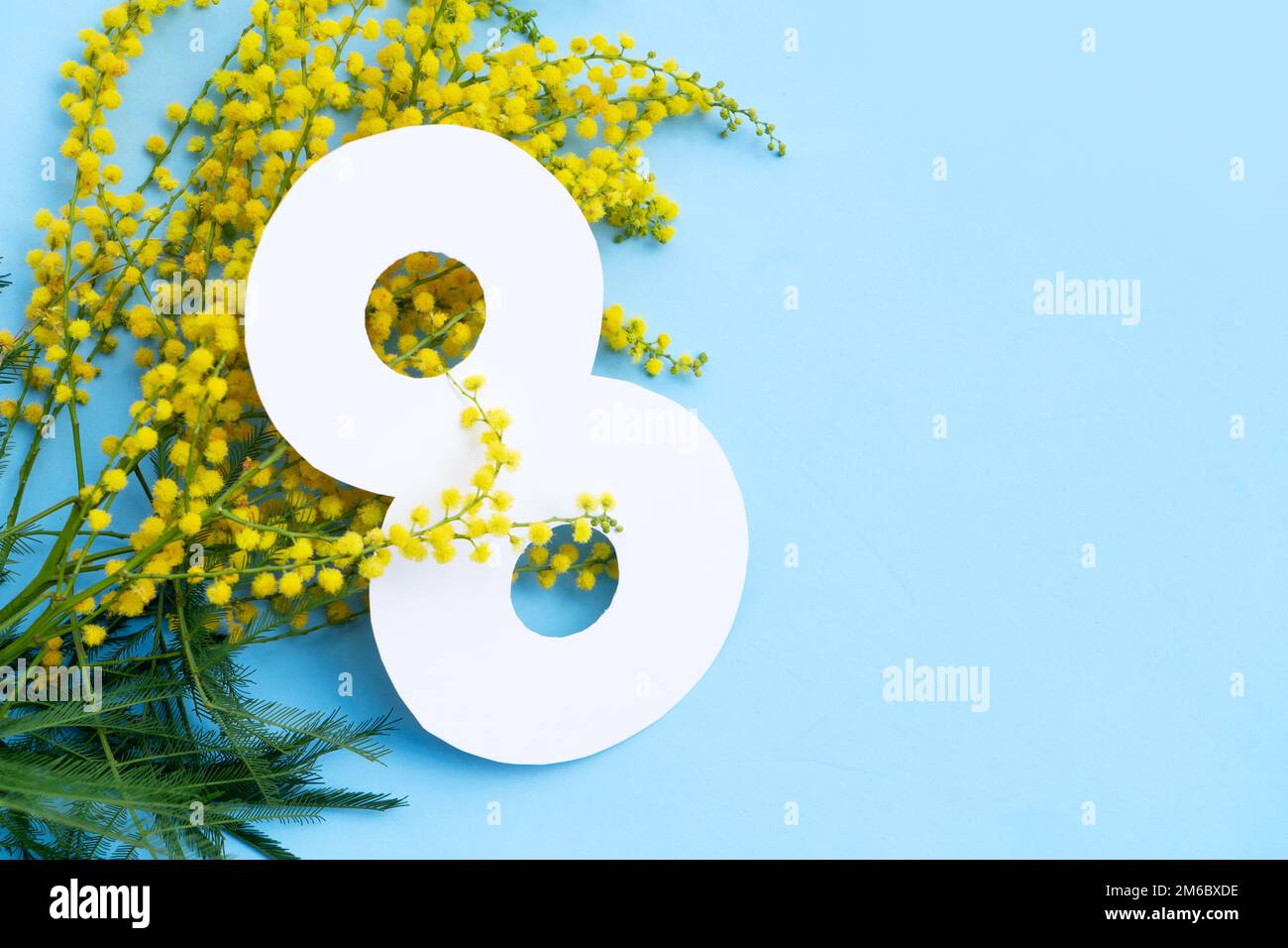 Mimosa flowers on blue background Stock Photo - Alamy