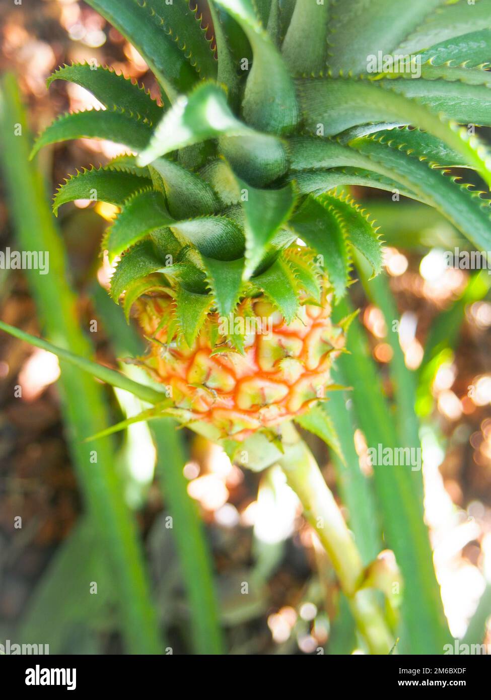 Young Pineapple Growing on a Plant Stock Photo - Alamy