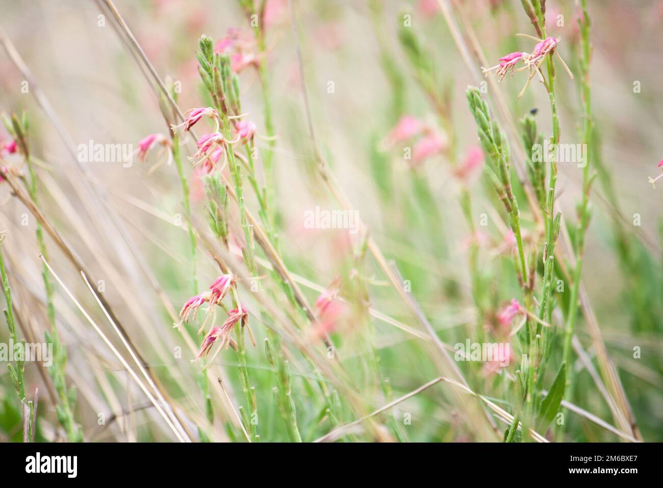 Pale Pink Natural Wildflower Background Stock Photo - Alamy