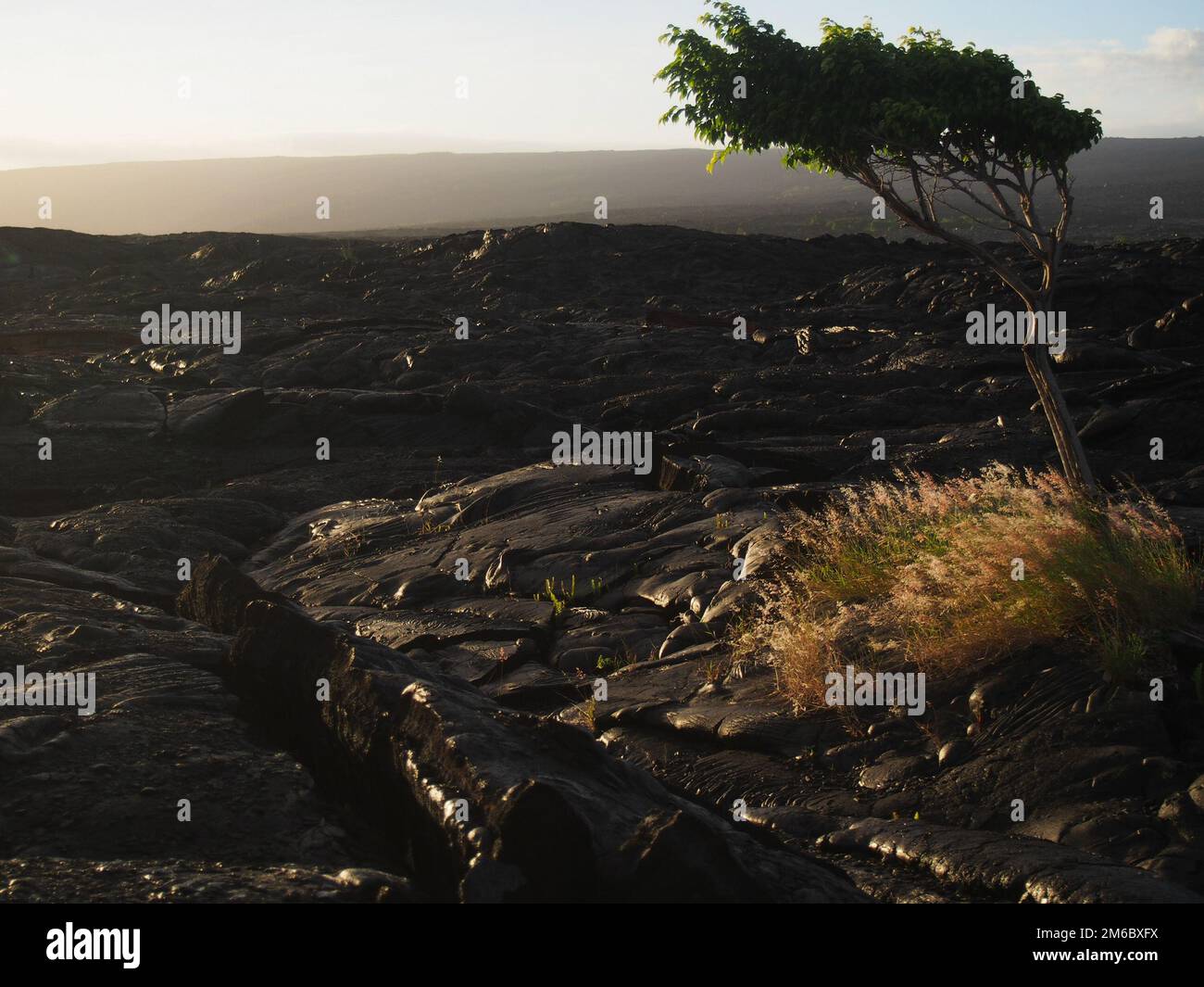 Native hawaiian tree hi-res stock photography and images - Alamy