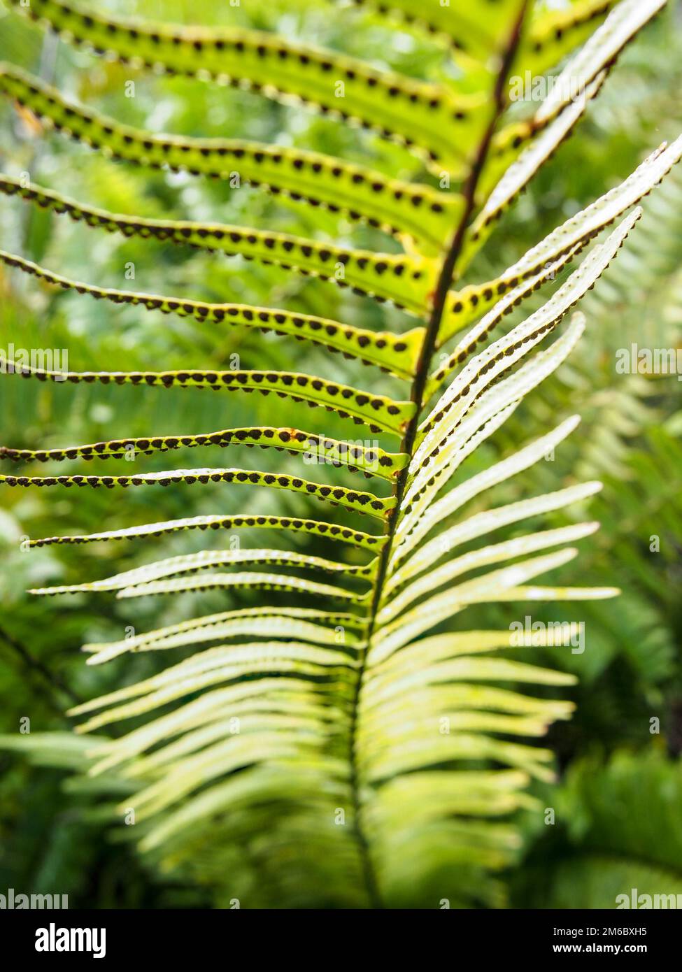 Spores pattern hi-res stock photography and images - Alamy