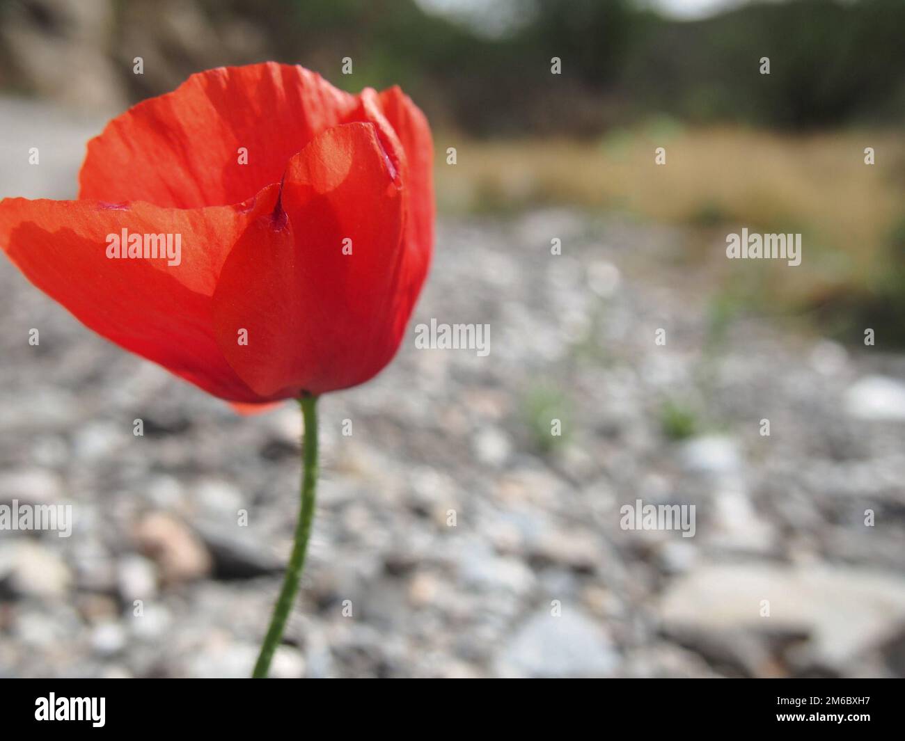 Single Red Poppy Growing Wild Stock Photo - Alamy