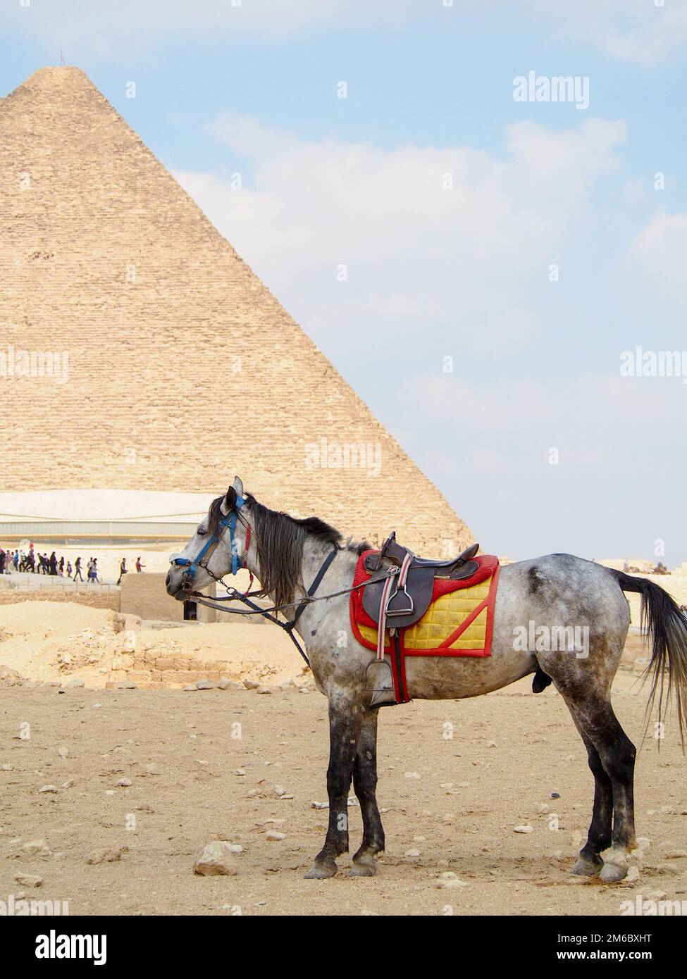 Horse at Ancient Pyramid at Giza near Cairo Egypt Stock Photo - Alamy
