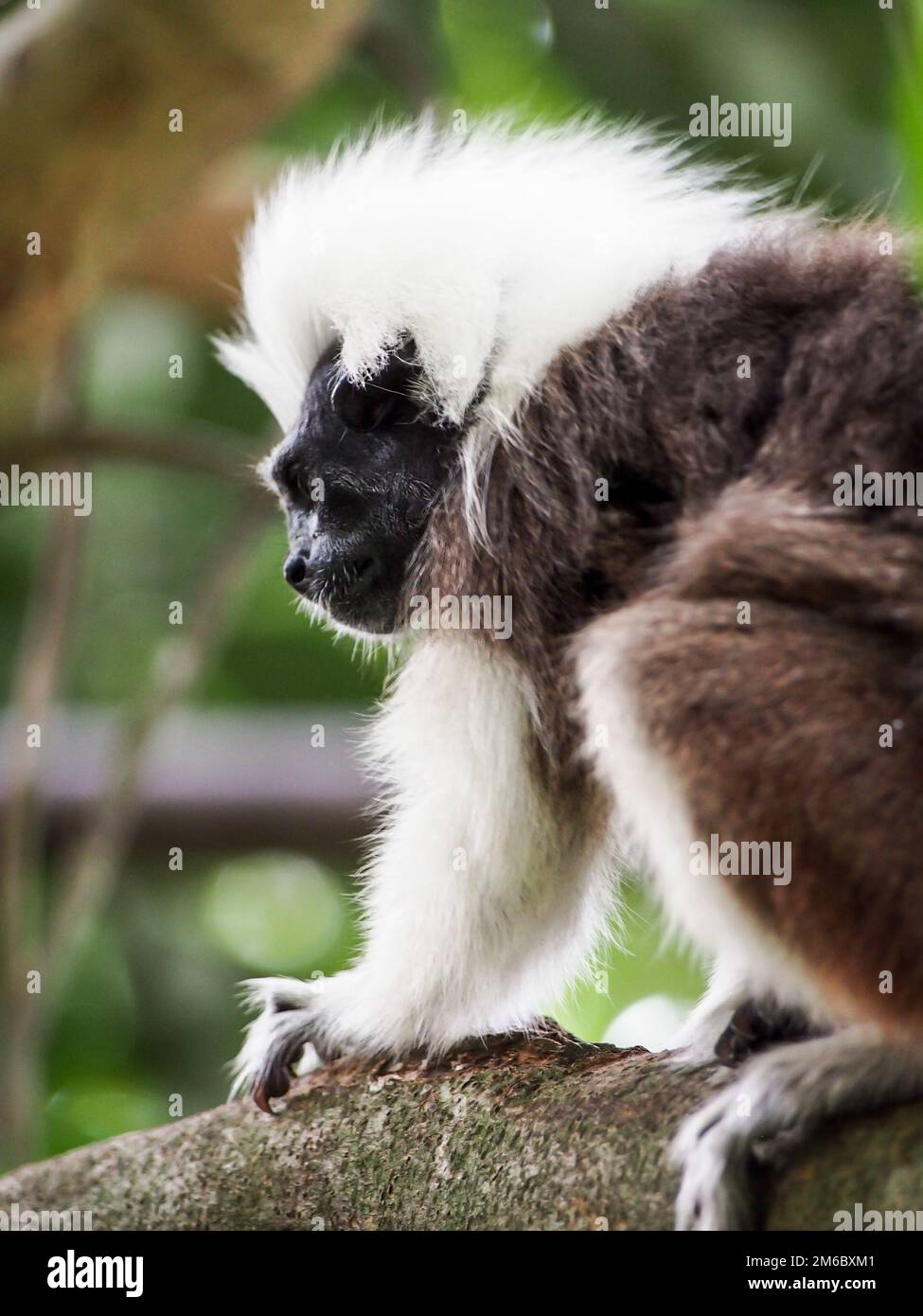 Small monkey hi-res stock photography and images - Alamy