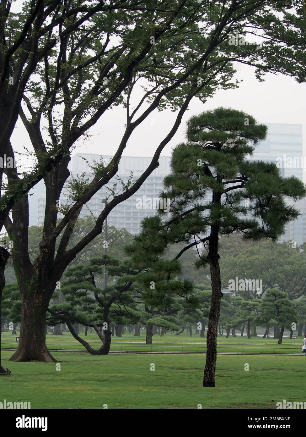 Pine Trees Imperial Garden Downtown Tokyo Japan Stock Photo - Alamy