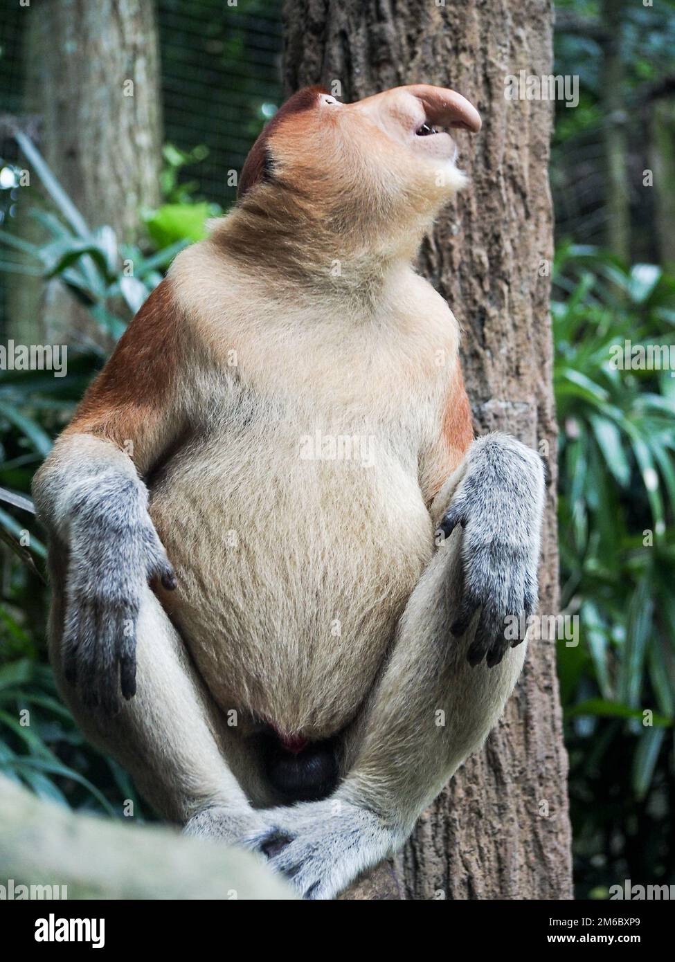Bekantan proboscis monkey nasalis hi-res stock photography and images ...
