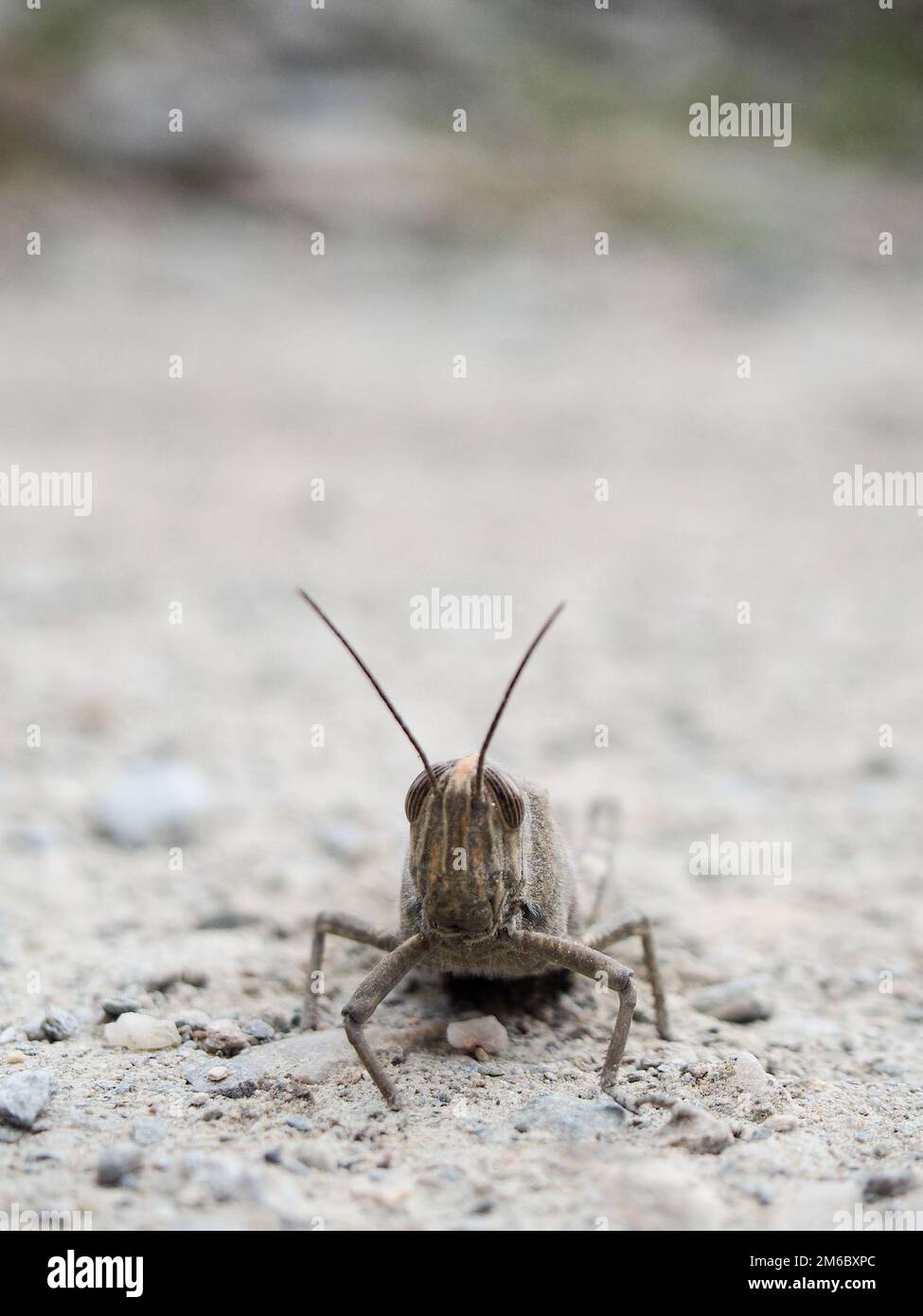 Common Brown Field Grasshopper Stock Photo - Alamy