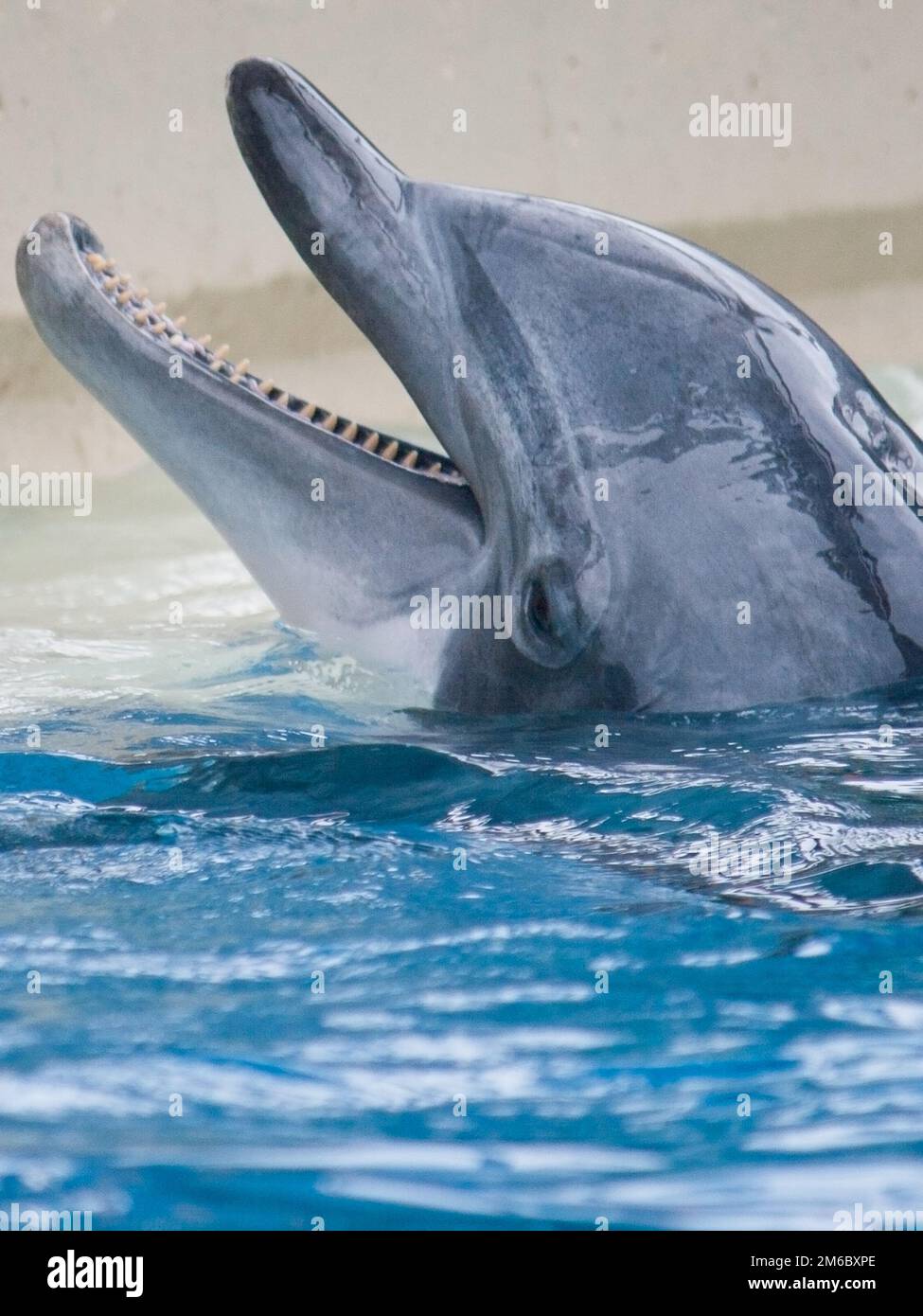 Bottlenose Dolphin Head Stock Photo - Alamy