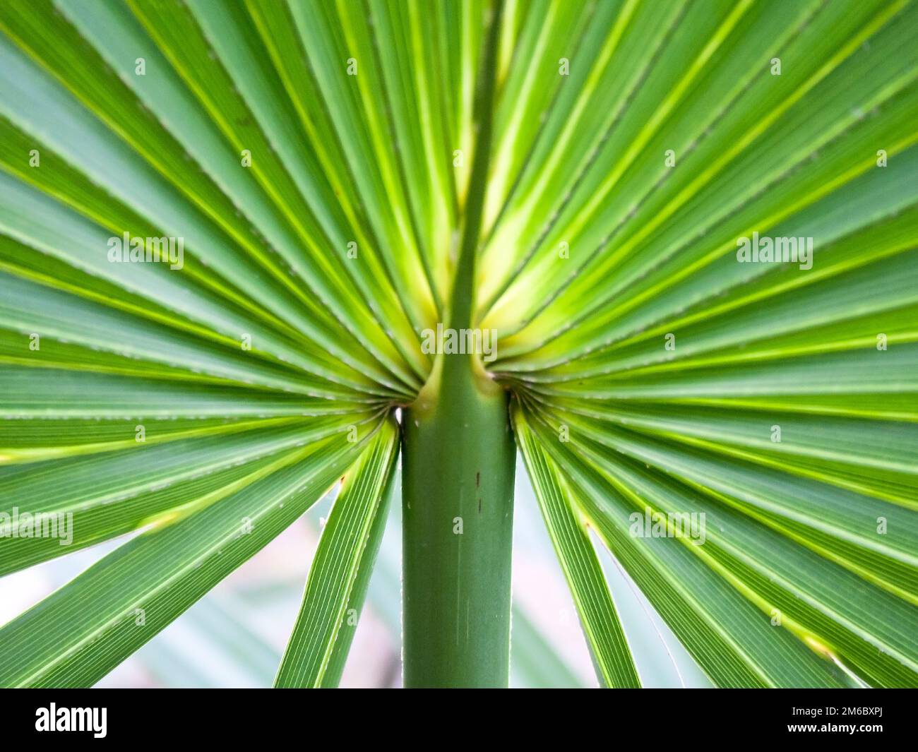 Palmetto plant hi-res stock photography and images - Alamy