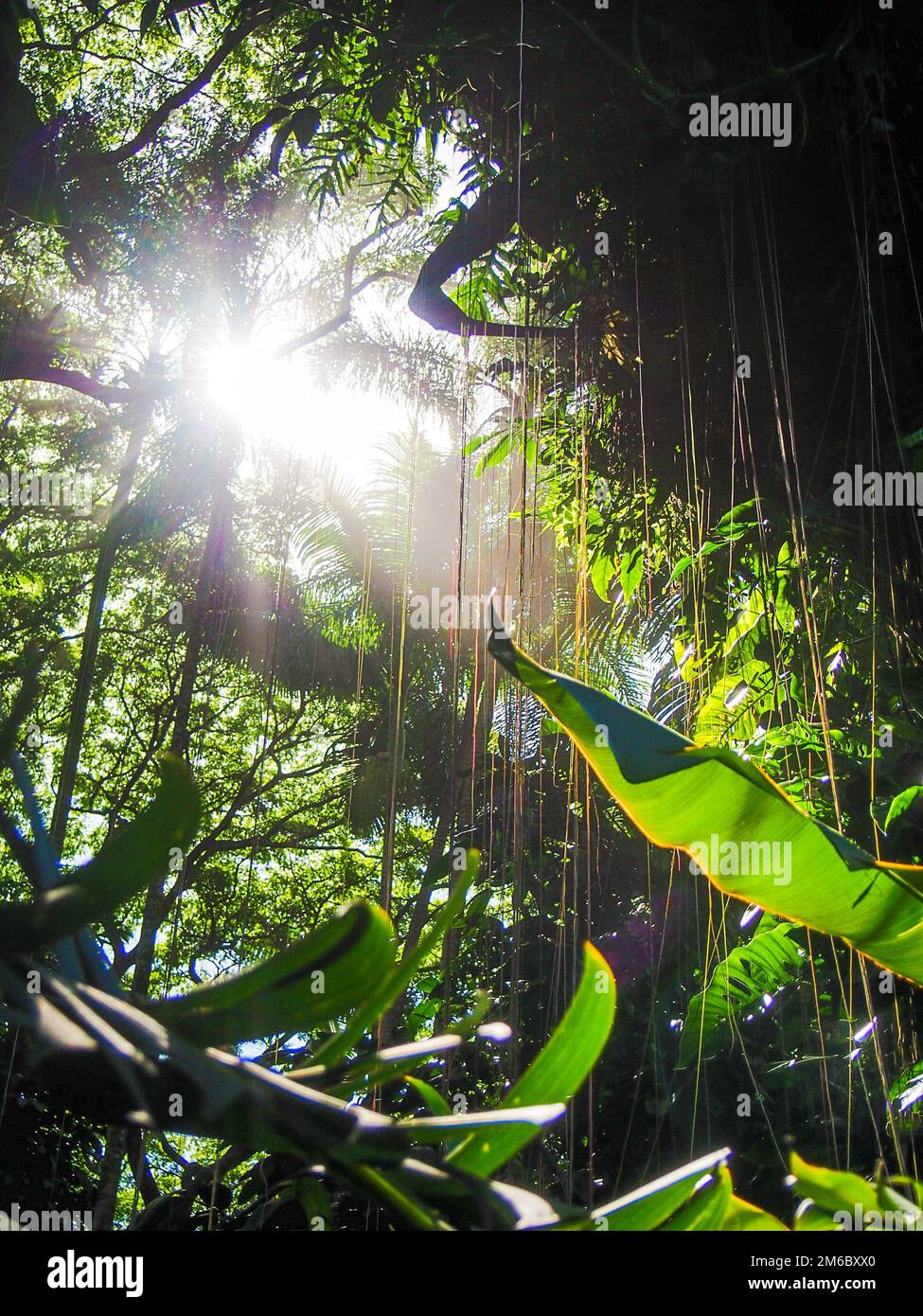 Sunlight Shining into the Shadows of the Jungle Stock Photo - Alamy