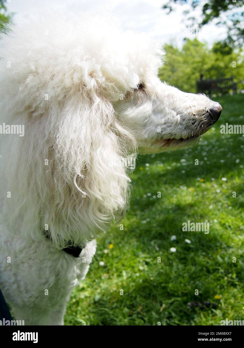 White Standard Poodle Outside Stock Photo - Alamy