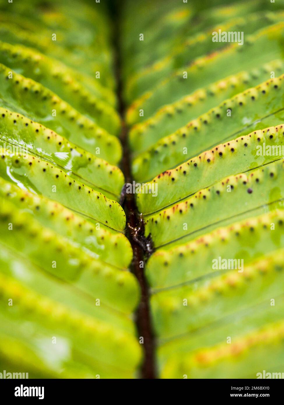 Closeup of Fern Leaf Pattern Stock Photo - Alamy