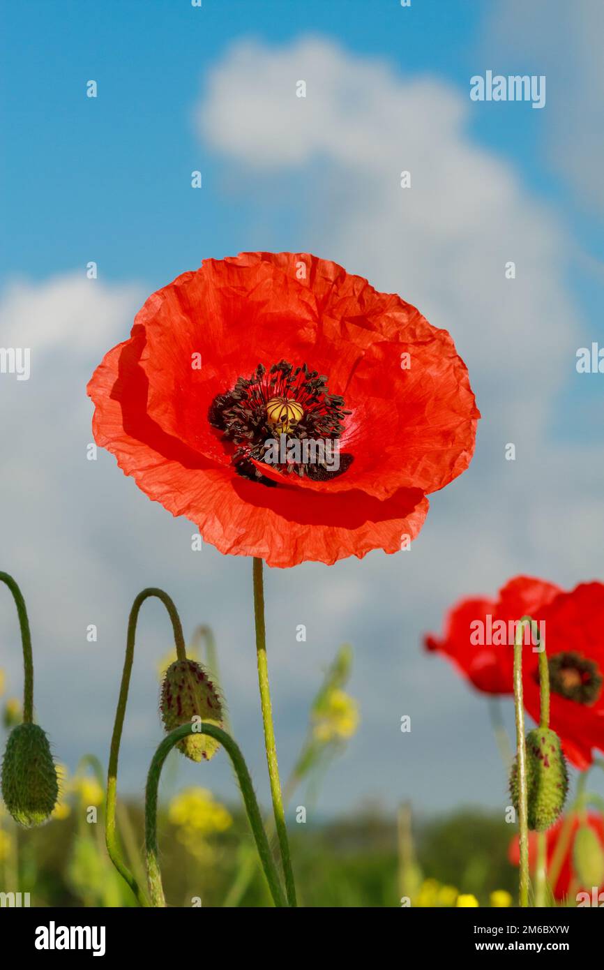 Single flower of wild red poppy on blue sky background with focus on ...
