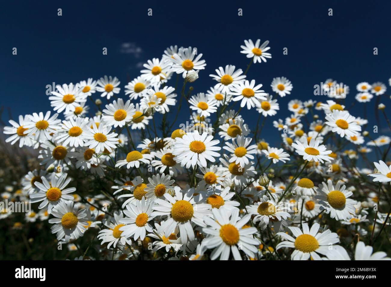 Dark blue wildflower hi-res stock photography and images - Alamy