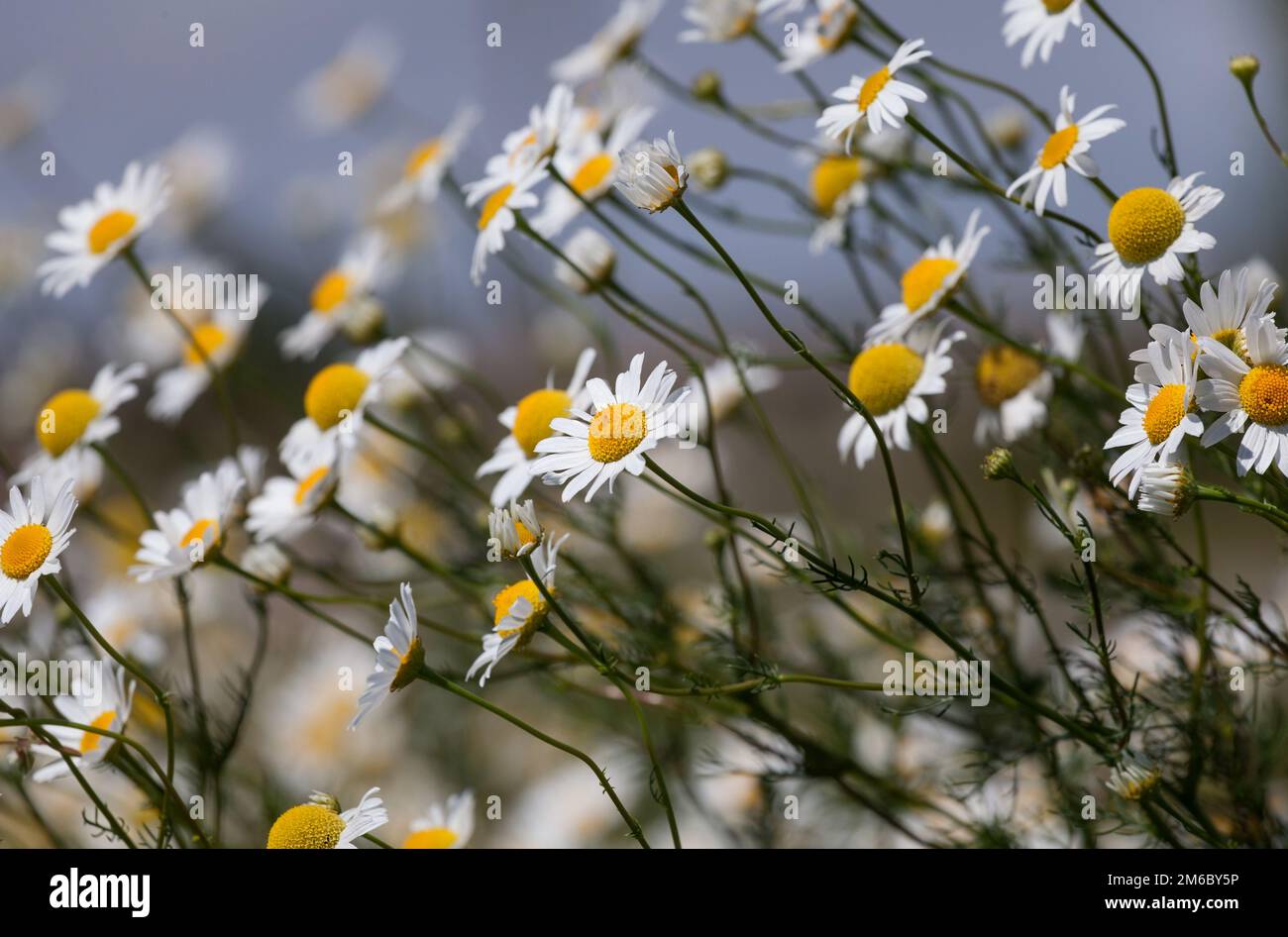 Yellow daisies against blue sky hi-res stock photography and images - Alamy