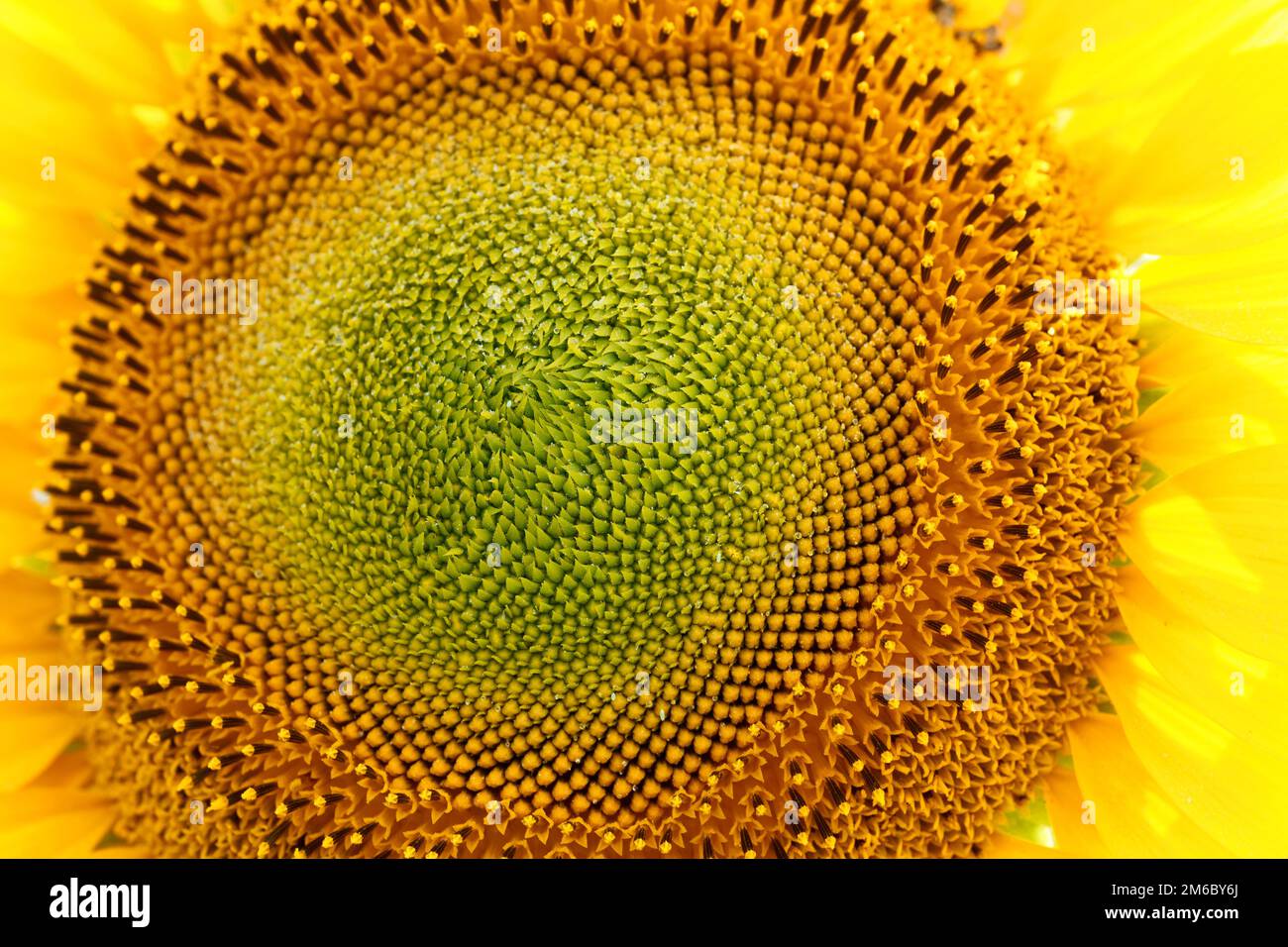 Sunflower backlit hi-res stock photography and images - Alamy