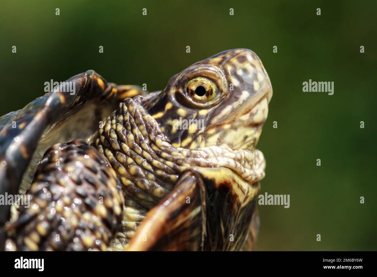 Closeup turtle hi-res stock photography and images - Alamy