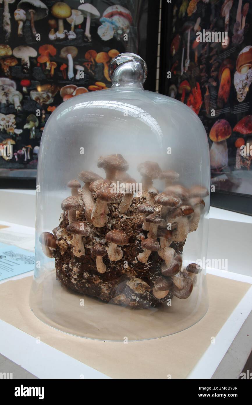 Building with fungi hi-res stock photography and images - Alamy