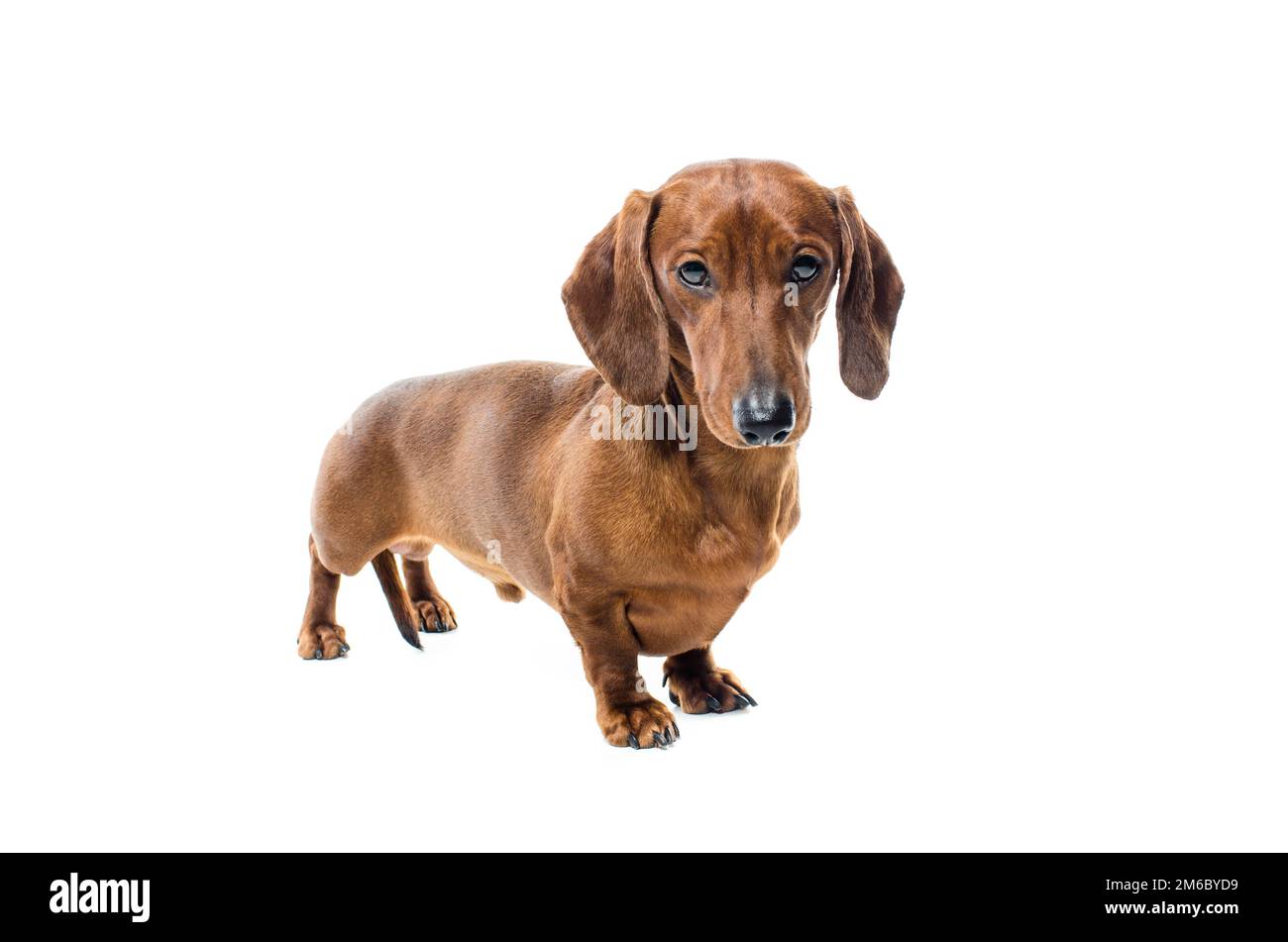 Short red Dachshund Dog, hunting dog, isolated over white background ...