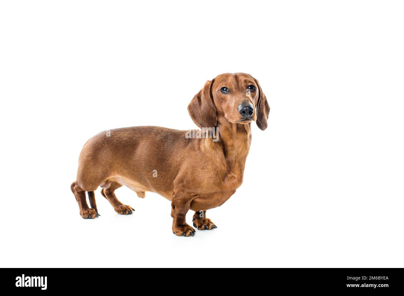 Short red Dachshund Dog, hunting dog, isolated over white background ...