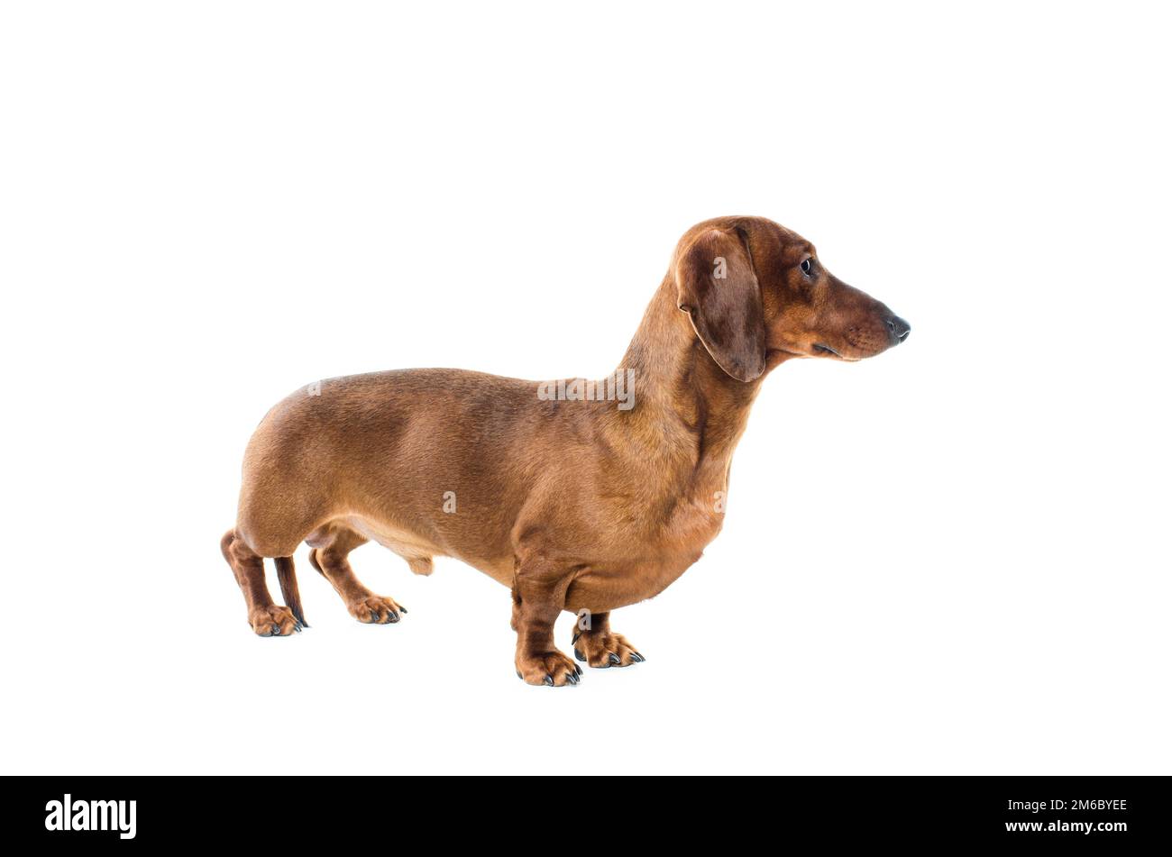 Short red Dachshund Dog, hunting dog, isolated over white background ...