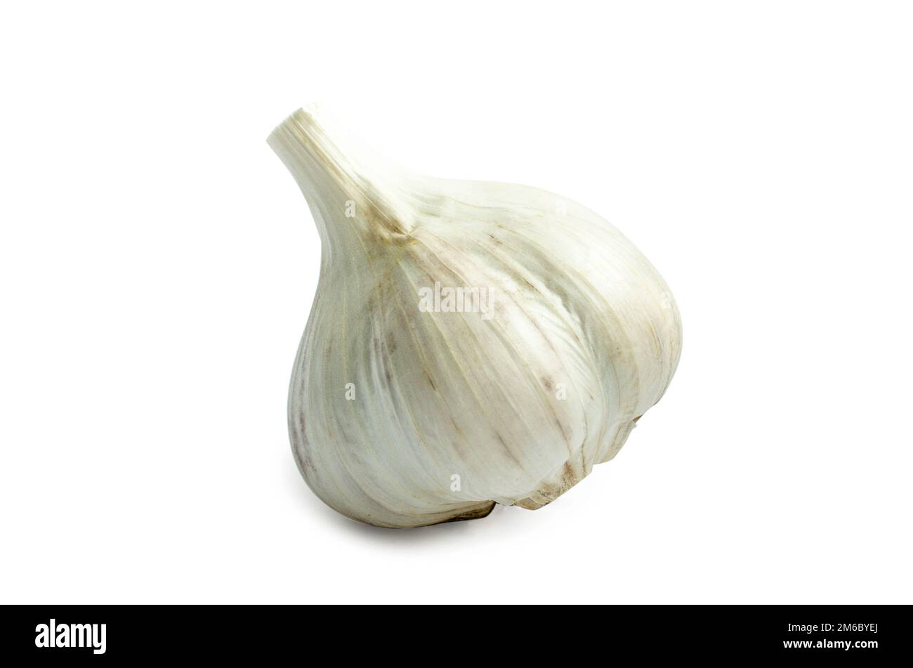 Bulb Head of garlic isolated on white background with shadow Stock ...
