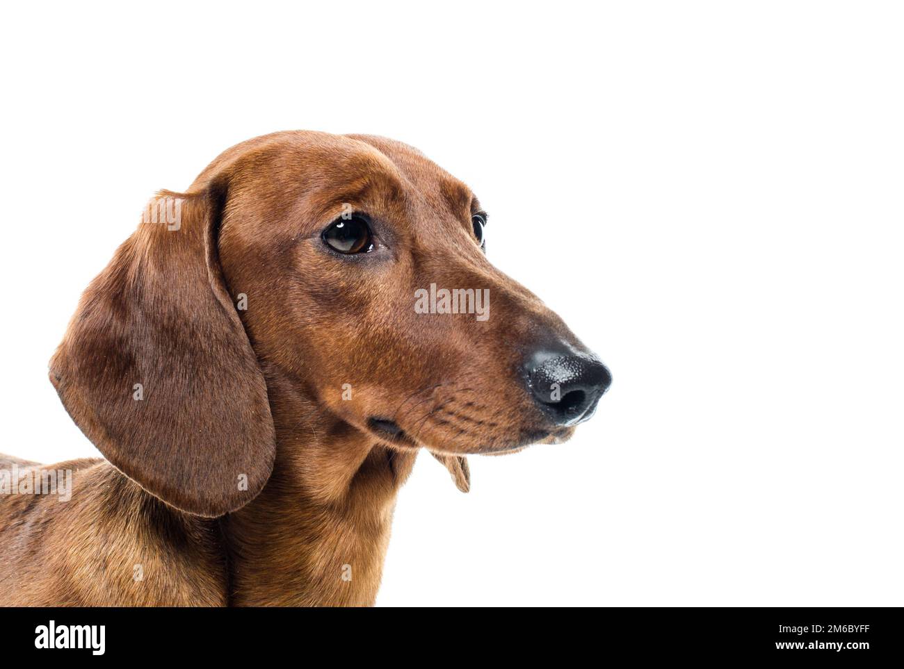 Short red Dachshund Dog, hunting dog, isolated over white background ...