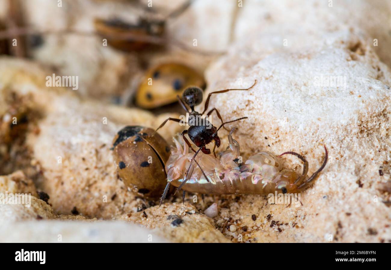 Working ant with prey Stock Photo - Alamy