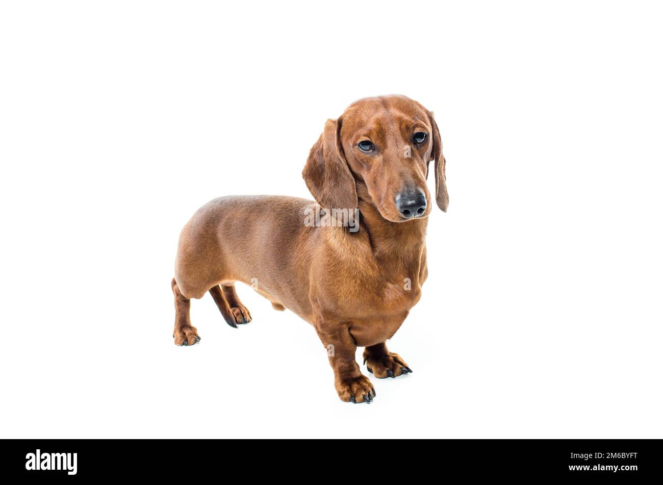 Sausage dog eye Cut Out Stock Images & Pictures - Alamy