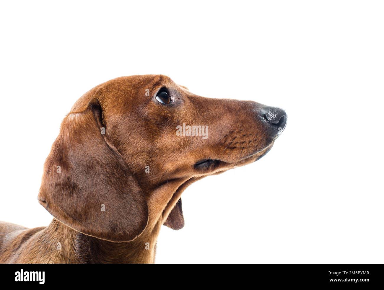 Short red Dachshund Dog, hunting dog, isolated over white background ...