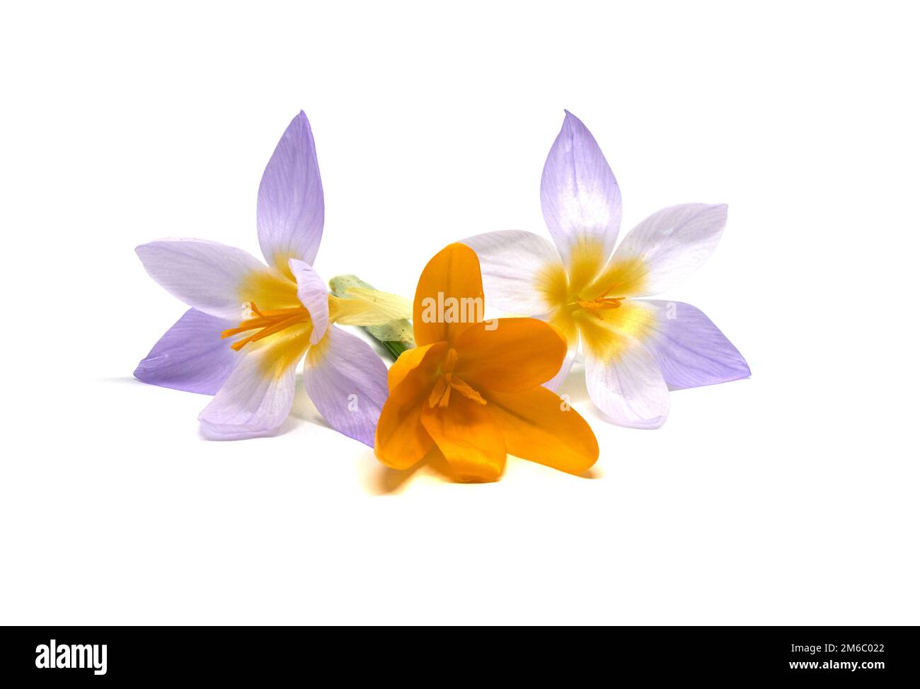 Violet crocuses crocus sativus hi-res stock photography and images - Alamy