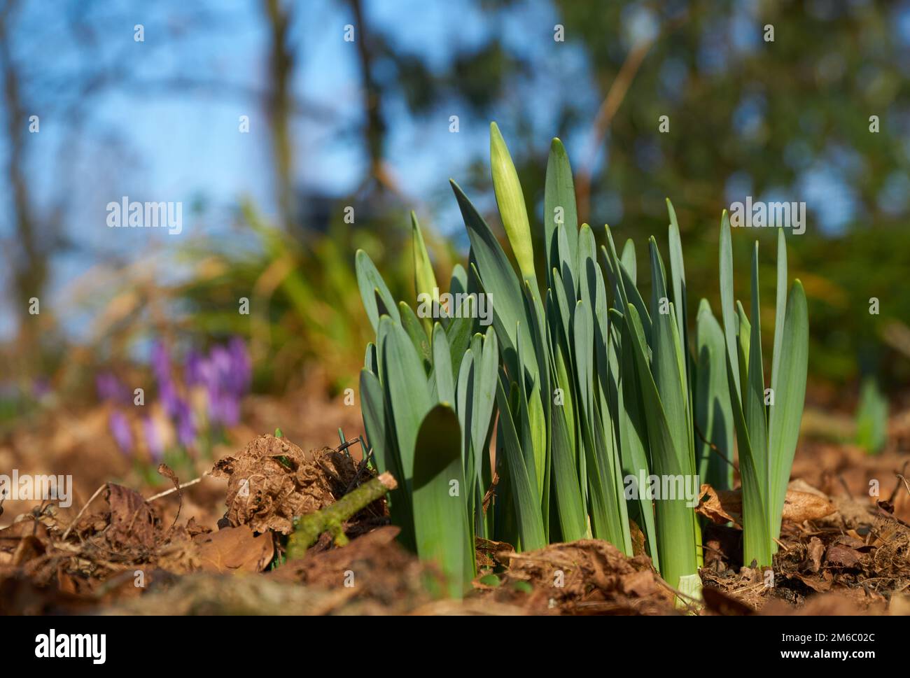 Magenta crocus flower blossoms at spring Stock Photo - Alamy