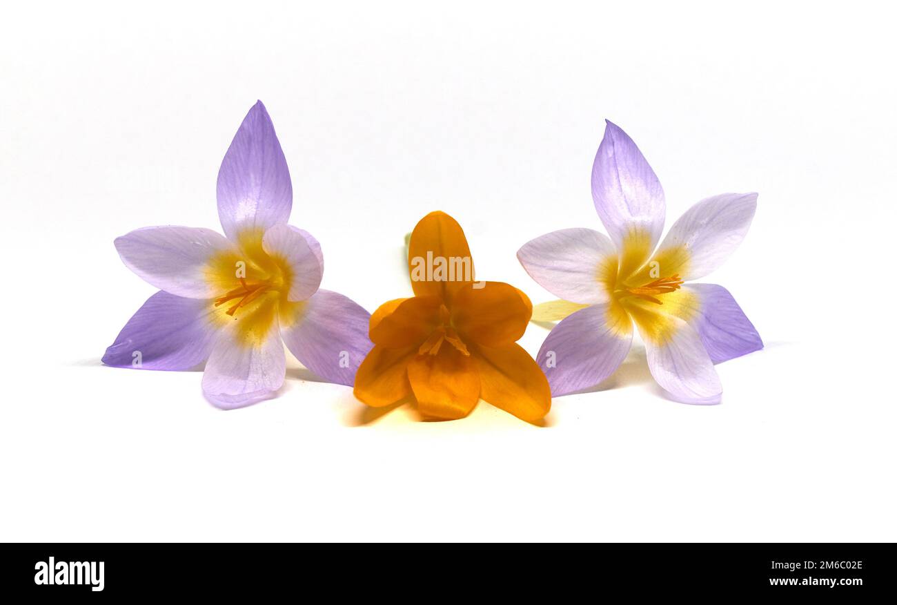 White saffron Cut Out Stock Images & Pictures - Alamy