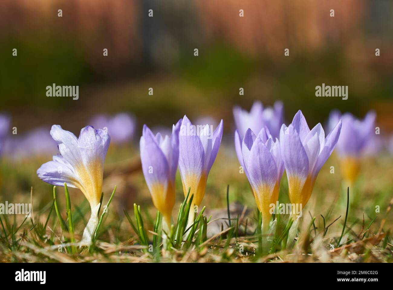 Magenta ground hi-res stock photography and images - Alamy