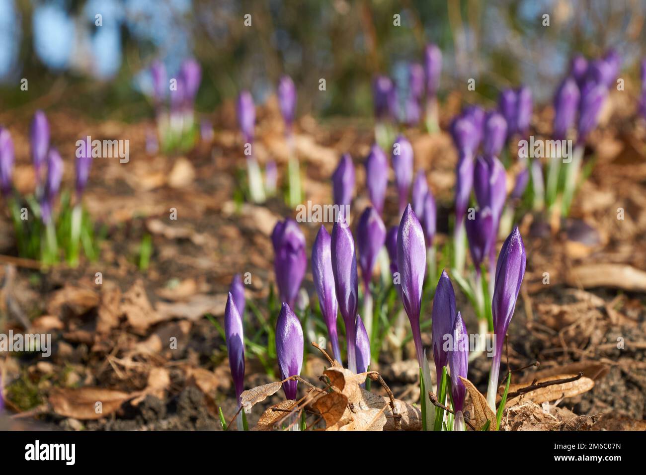 Magenta ground hi-res stock photography and images - Alamy