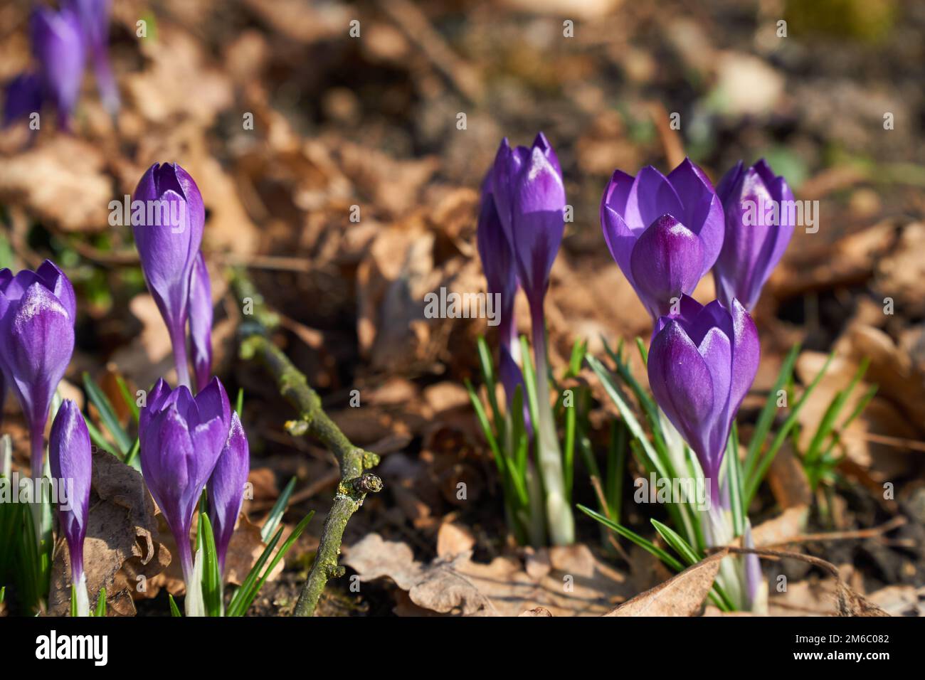 Spring ground flower hi-res stock photography and images - Alamy