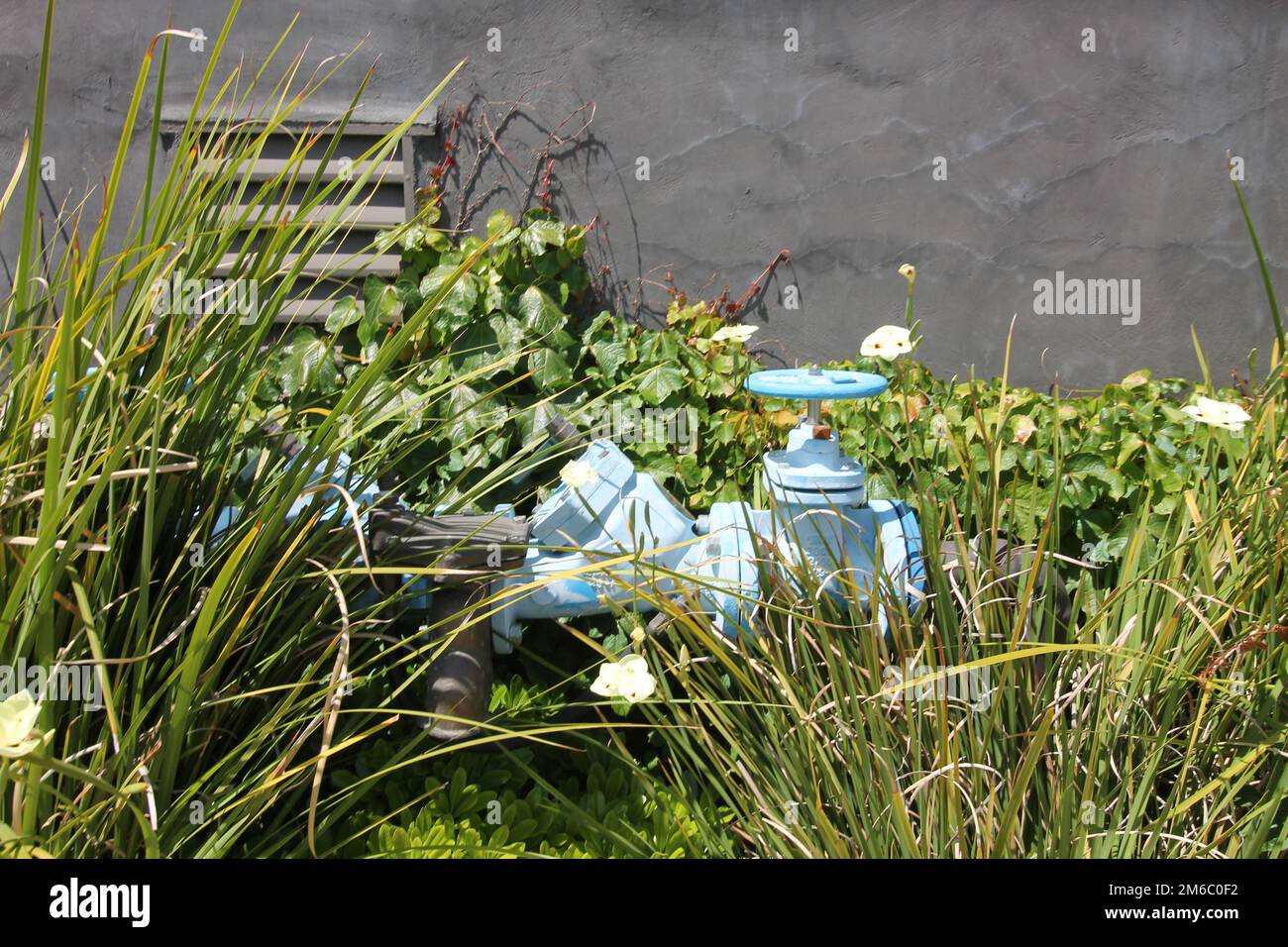 Pipe grasses hi-res stock photography and images - Alamy