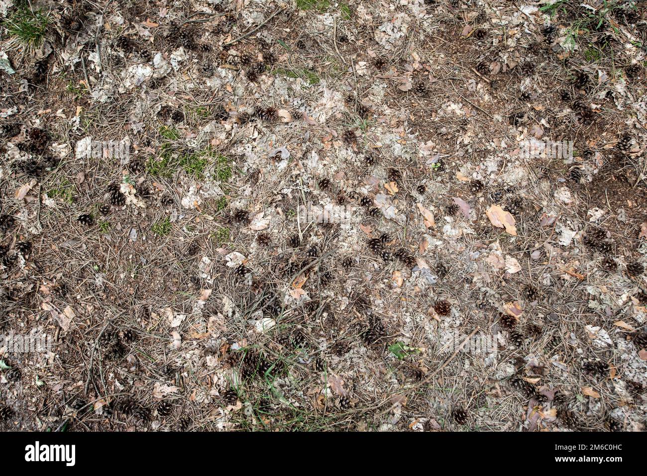 Forest twigs hi-res stock photography and images - Alamy
