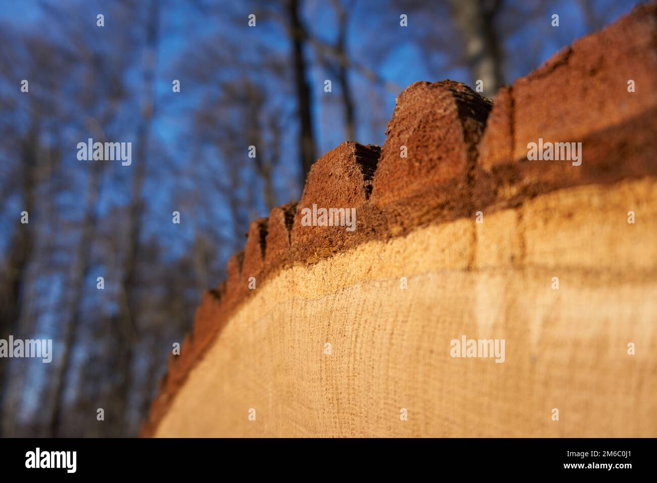 Wood log and the blue sky Stock Photo - Alamy