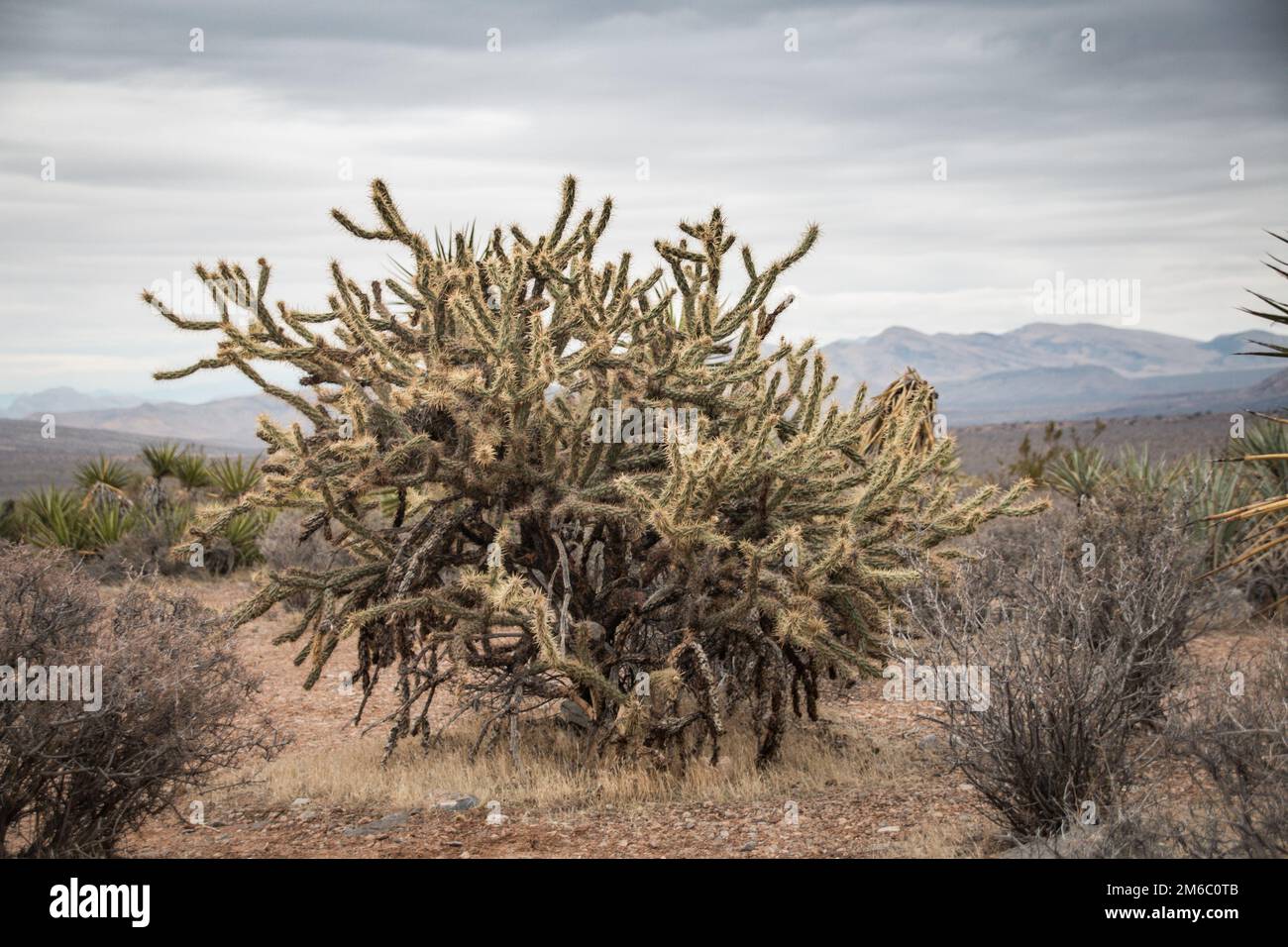 Huge jumping cholla cactus in the Red Rock Canyon National Conservation ...
