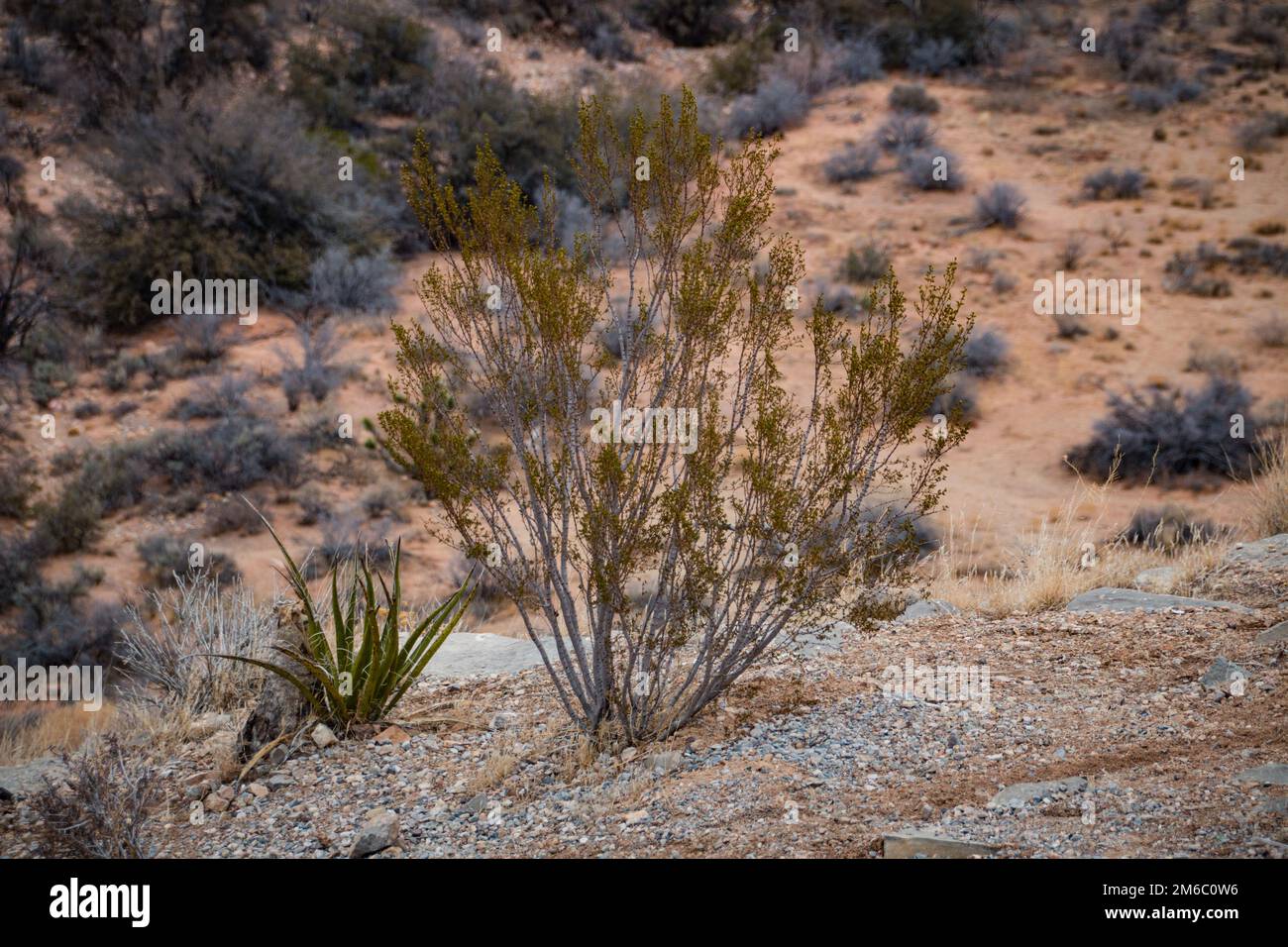 Desert bush in the Red Rock Canyon National Conservation Area, USA Stock Photo - Alamy