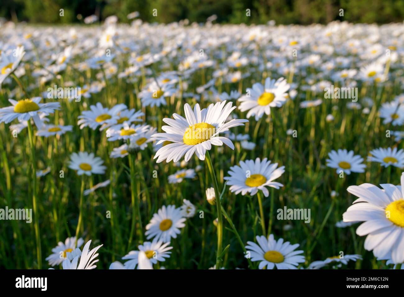 Field daisy closeup Stock Photo - Alamy