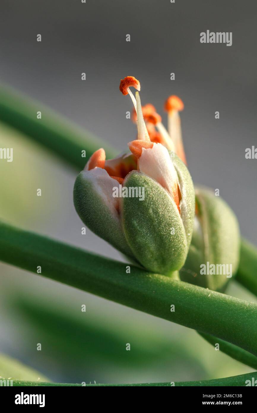 Bud orange hi-res stock photography and images - Alamy