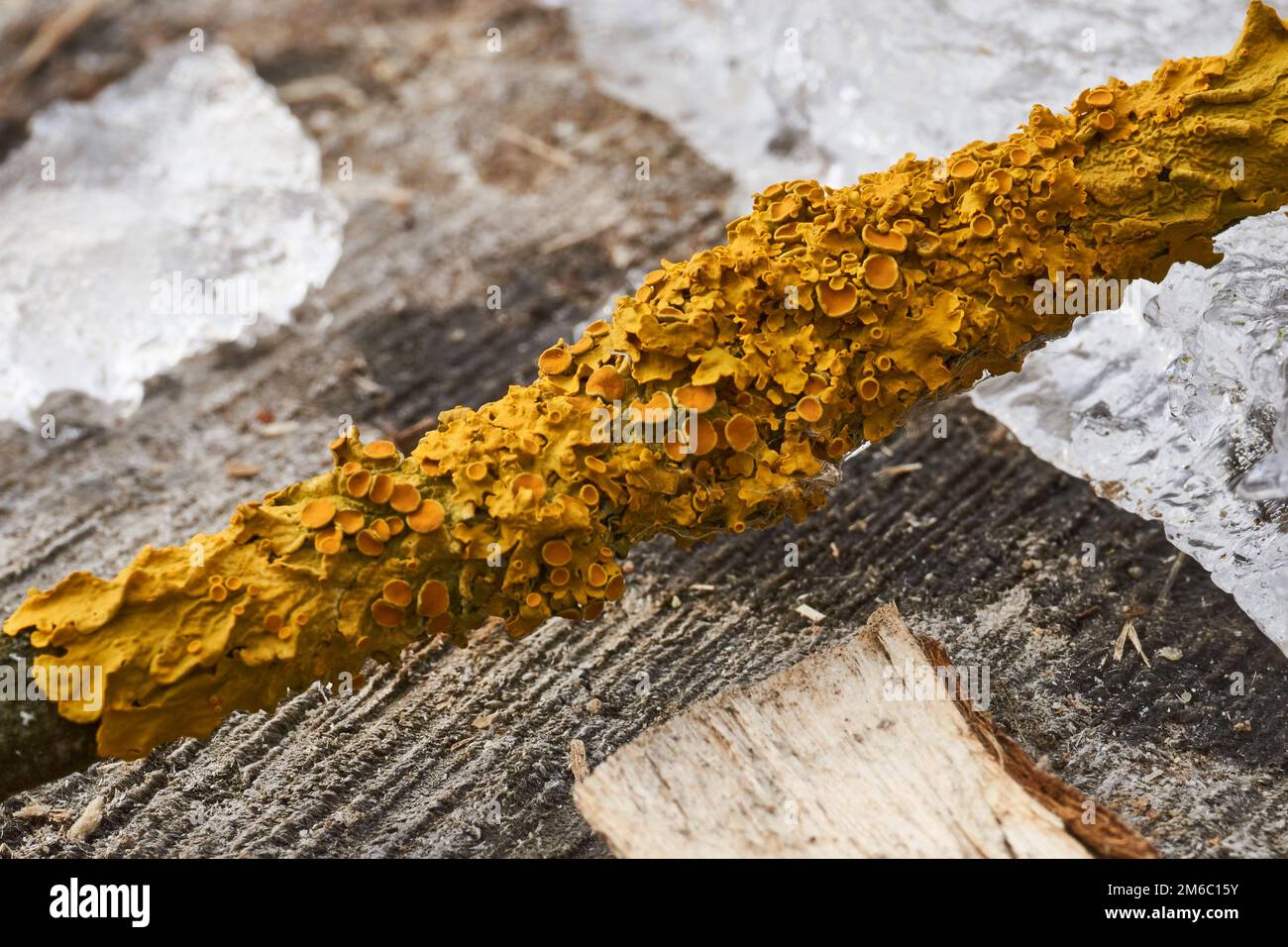 Branches with lynchen and ice Stock Photo - Alamy