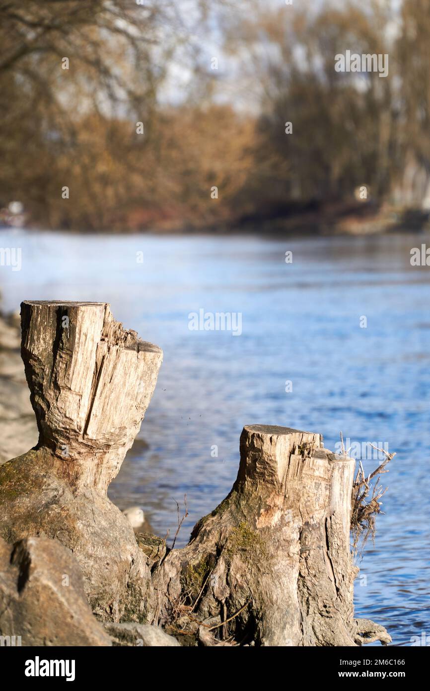 River bank tree root roots hi-res stock photography and images - Alamy