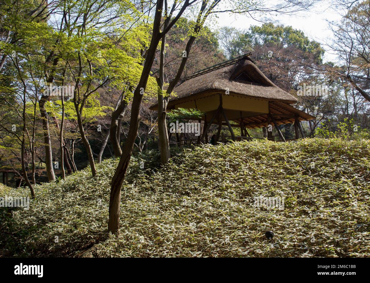Stilt house and Pleioblastus and fresh leaves of Japanese maple at end ...