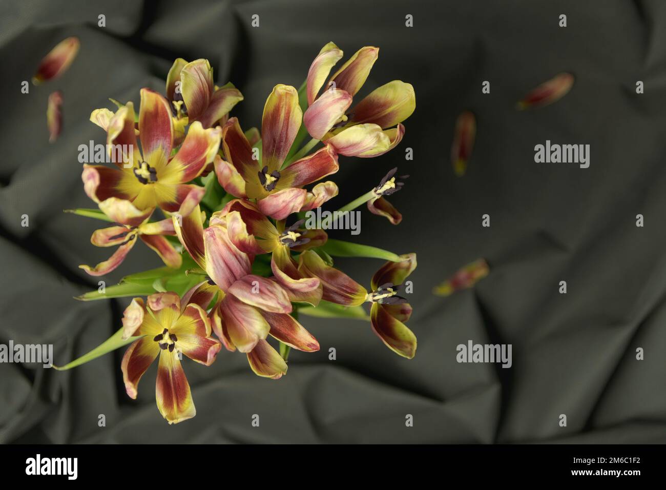 Withered red-yellow tulips with falling petals on a black background ...