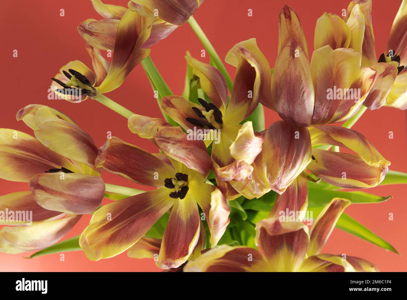 Withered red-yellow tulips with falling petals on a red background ...