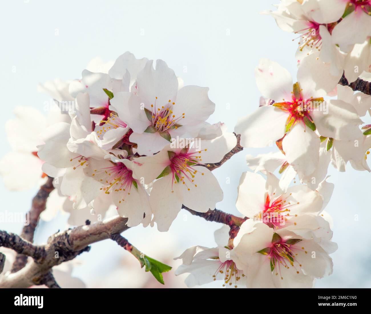 Flowering apricot hi-res stock photography and images - Alamy